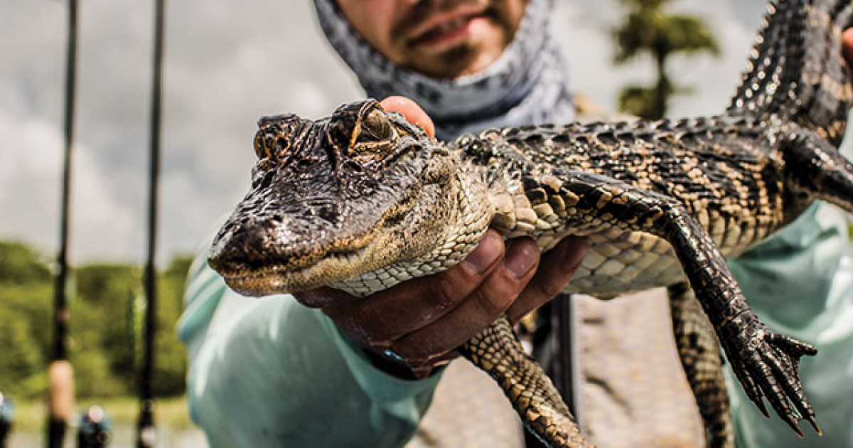 Fish Beyond | Gerber | Swanson Russell