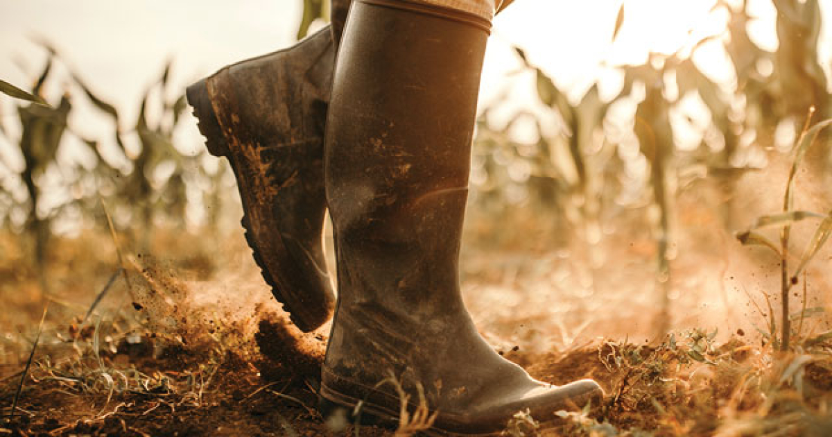The Right Seed | Hoegemeyer | Swanson Russell